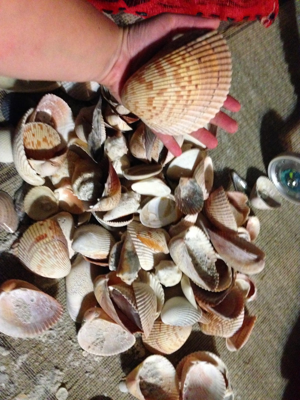 Lessons from Your Mom: #78: Collect shells.